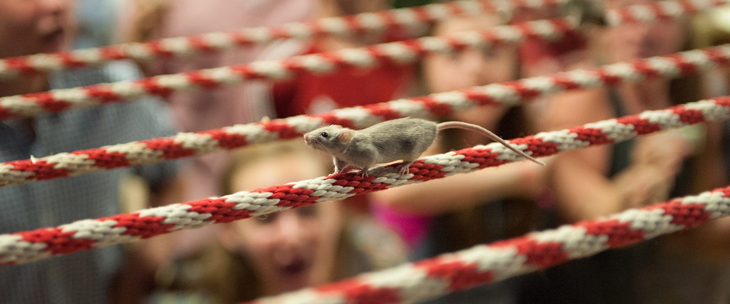 Support a Week of Hope Through Flathead Lake Lodge's Mouse Races ...