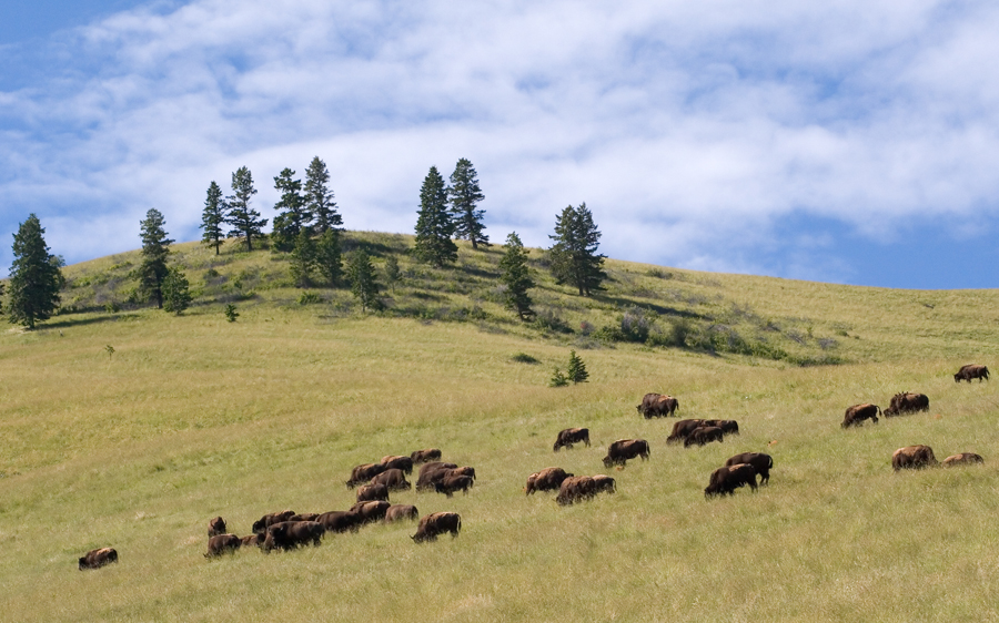 Adventures - Flathead Lake Lodge