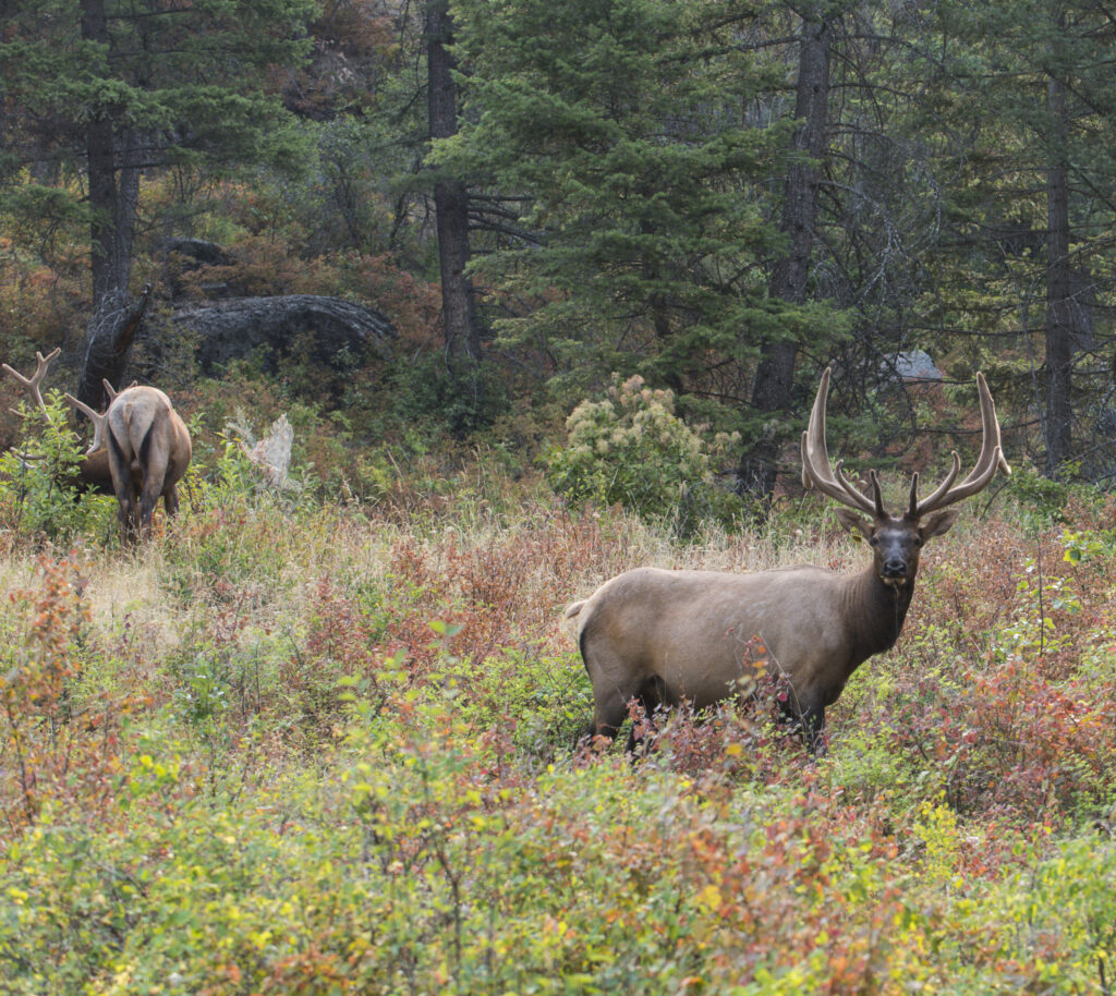 Horseback Riding - Flathead Lake Lodge